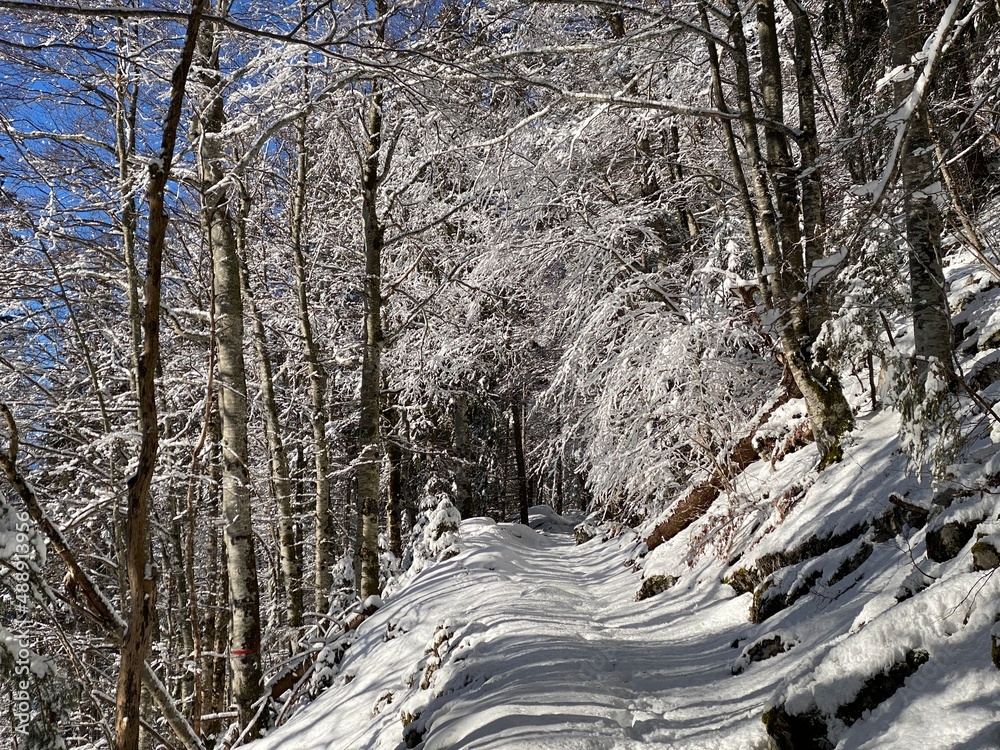 Alpine forest trails in a typical winter environment and under deep ...