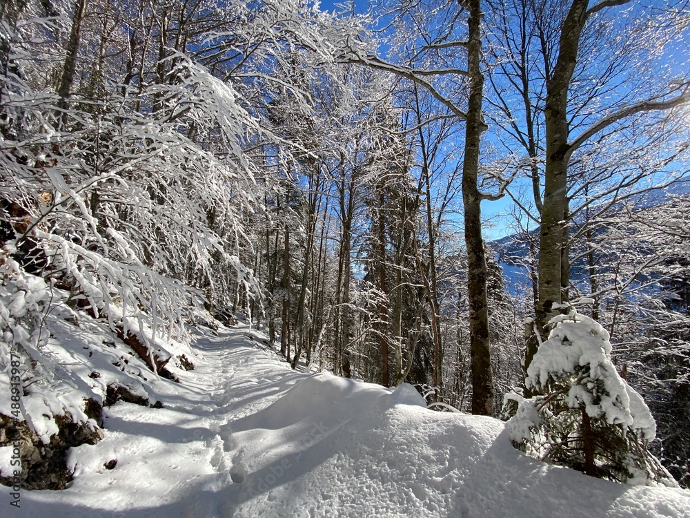 Alpine forest trails in a typical winter environment and under deep ...