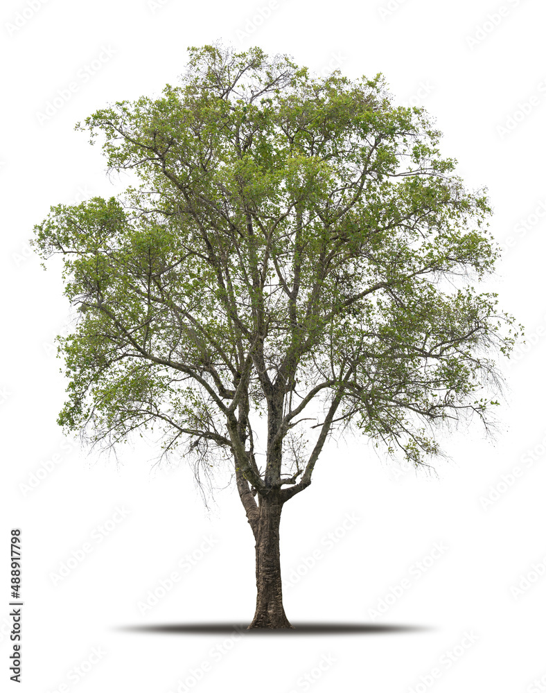Tree isolated on white background realistic with shadow in high quality ...