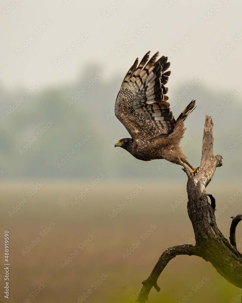 Foto de Crested Serpent Eagle or Spilornis cheela migratory bird with ...