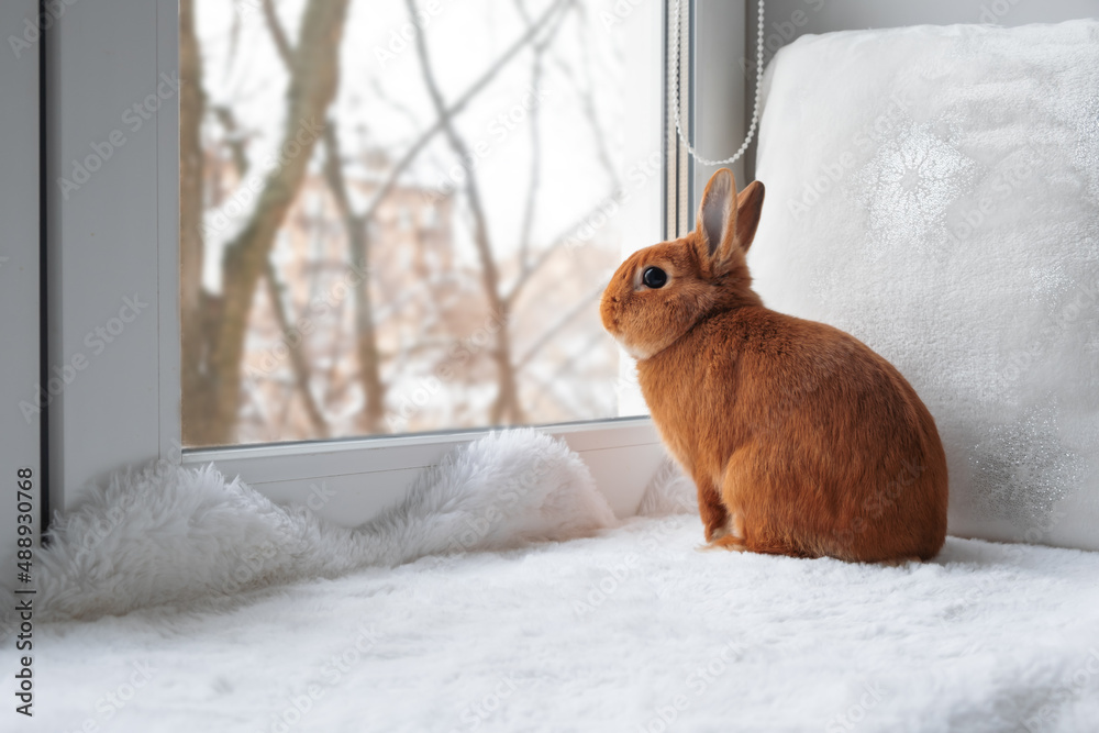 Cute brown red bunny rabbit sitting on white fuzzy blanket on ...