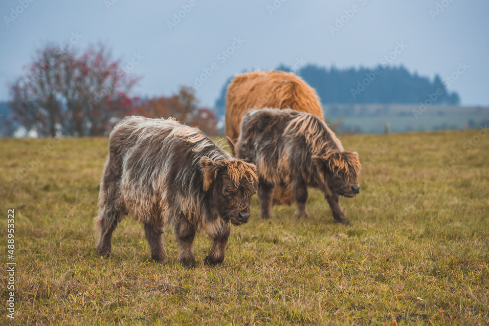 Kuh Hochlandrind Rind Kühe Rinder Bulle Sauerland Weide Highland ...