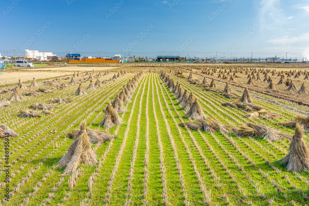 Bundles of rice straw hay in paddy field. The rice field at roadside in ...