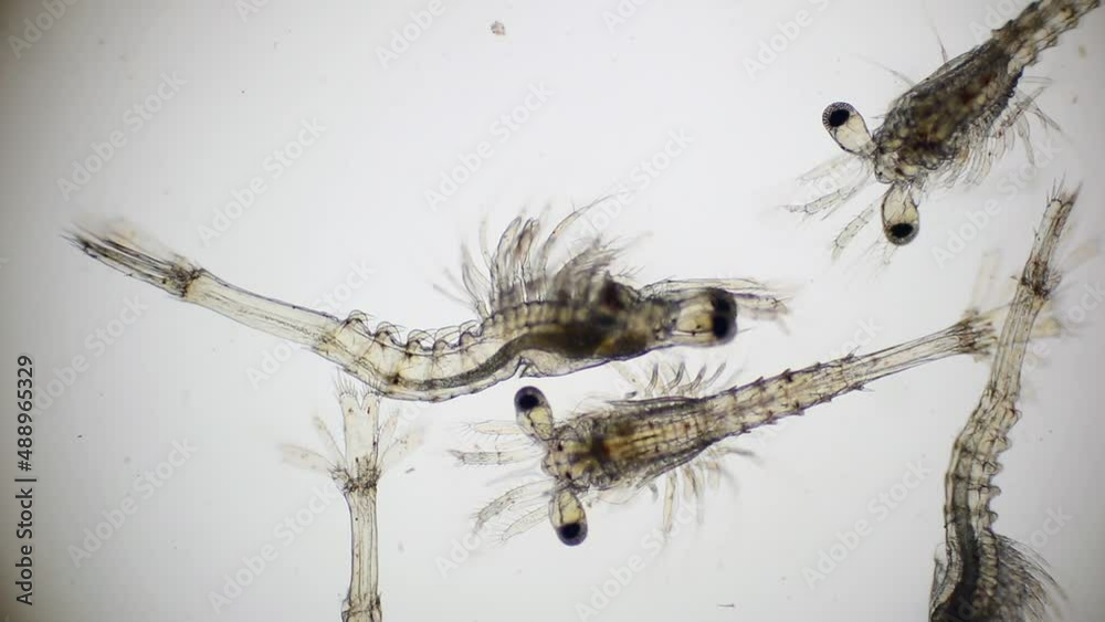 Shrimp larvae under a microscope. Mysis stage of white shrimp swimming ...