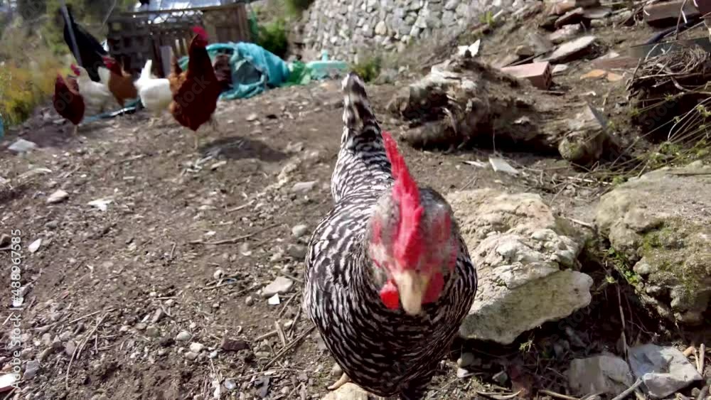 A rooster walking outdoors in the Spanish countryside. Farm animals in ...