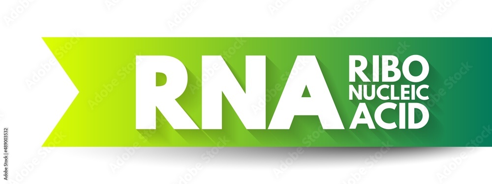RNA Ribonucleic acid - polymeric molecule essential in various ...