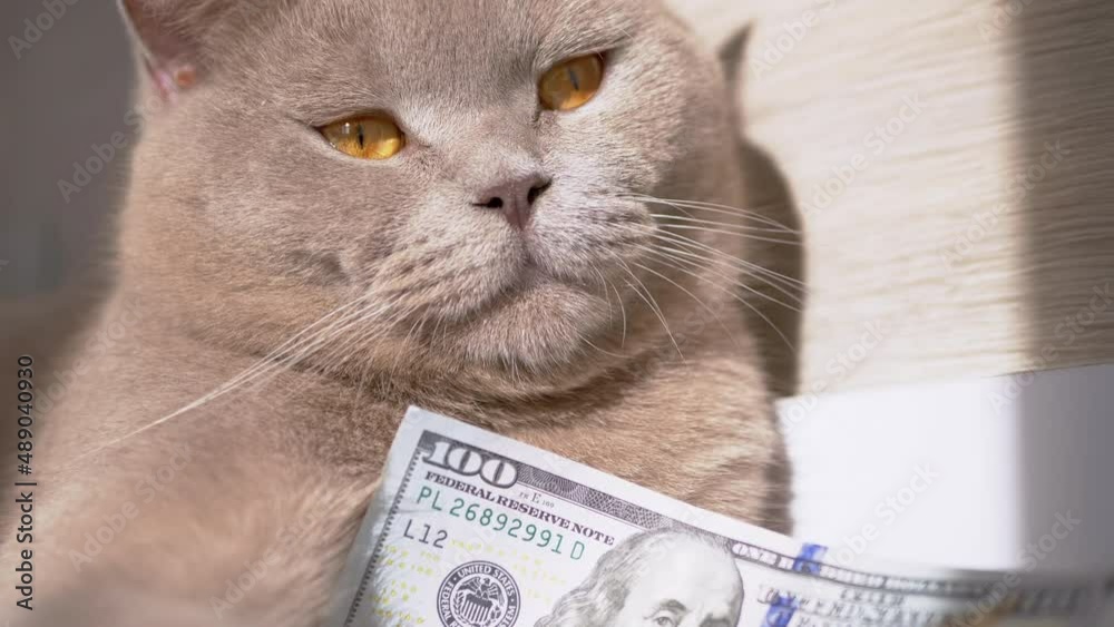 British Gray Domestic Cat Holding in Paws 100 Dollar Bill Looking at ...