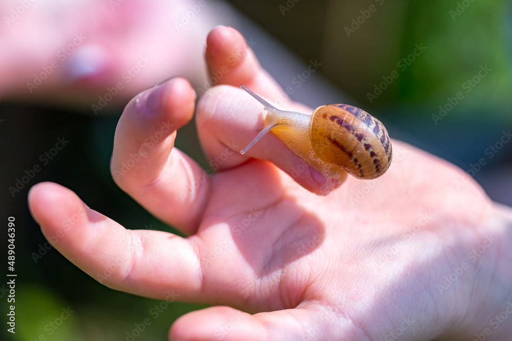 Snail farm. Industrial cultivation of edible mollusks of the species ...