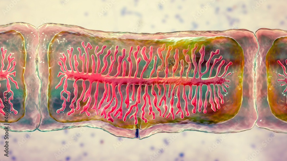 Proglottid of tapeworm Taenia saginata Stock Illustration | Adobe Stock