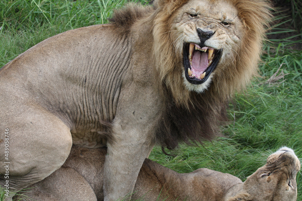 Lion Mating Duba Botswana Stock Photo | Adobe Stock
