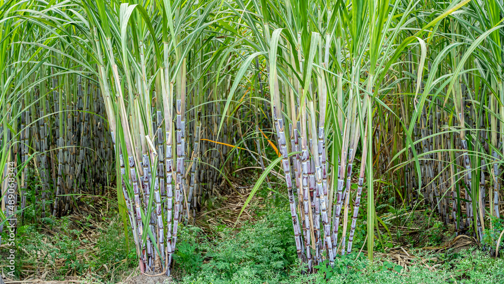 Sugarcane field or sugar cane field is a species of tall, perennial ...