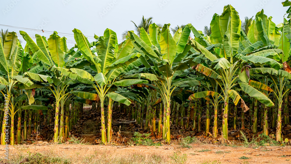 Bananas field are a group of varieties of banana with yellow skin. Some ...