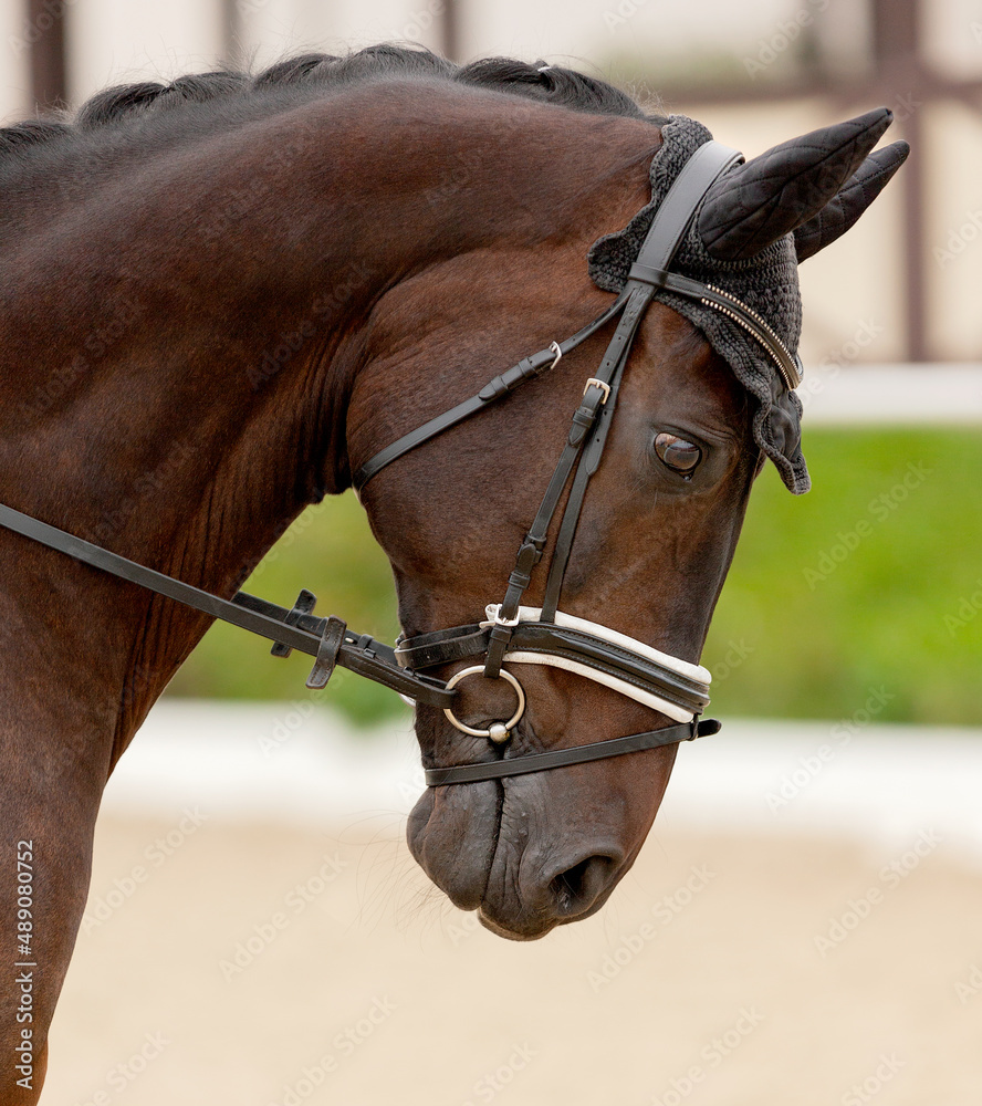 Dressage Horse Head
