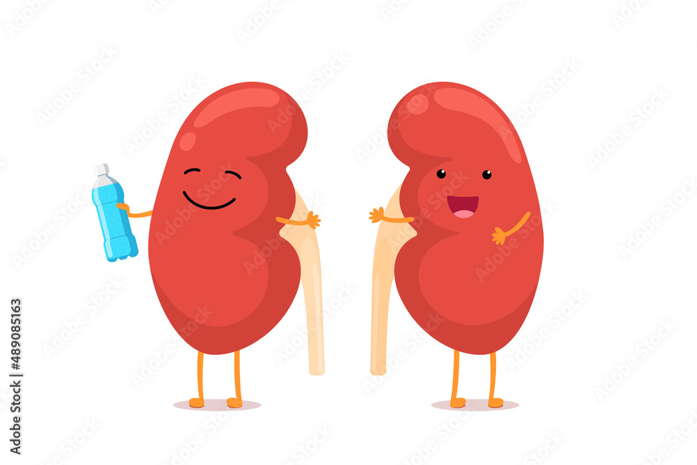 Cute cartoon smiling healthy kidney character with water bottle. Human ...