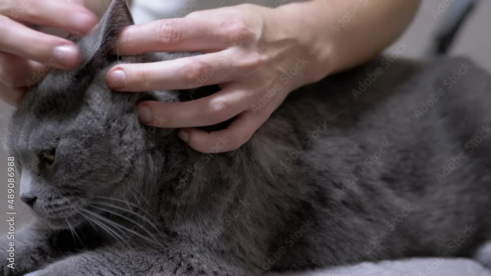 A Veterinarian Examines Ears, Hair of Cat for Presence of Parasites ...
