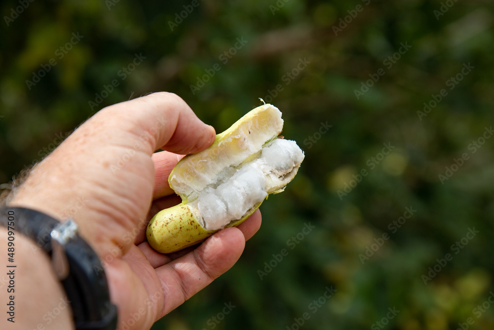 Ripe Inga laurina is a endemic tree of the Fabaceae family native to ...