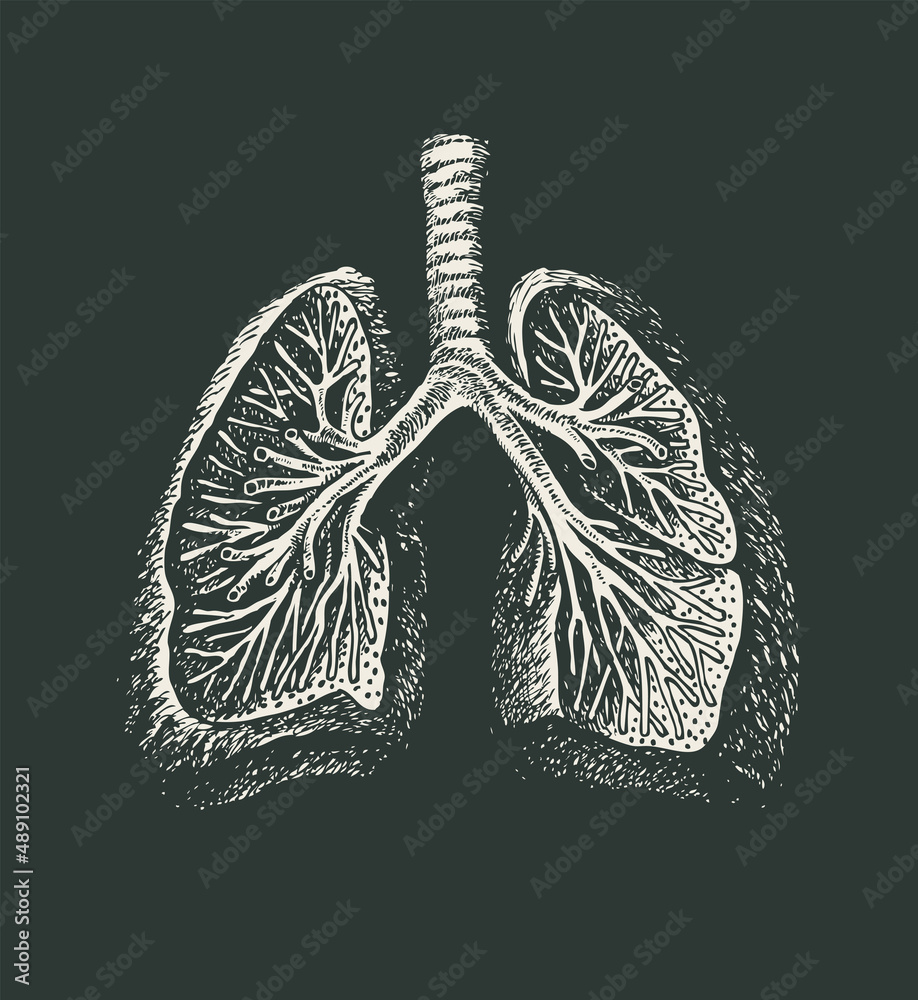 Hand-drawn human lungs on a black background. Anatomically correct ...