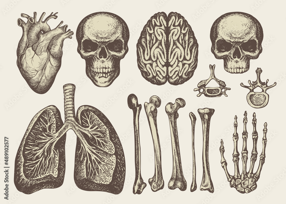 Anatomical drawings of human skulls, bones, joints, heart, lungs and ...
