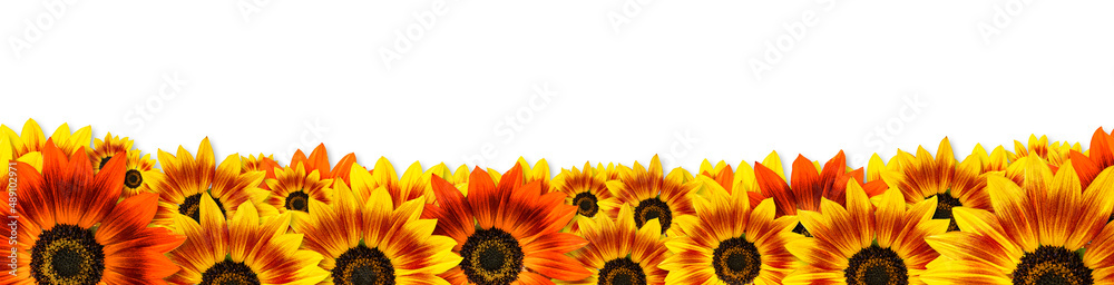 Poster Sunflowers (Duarf Music Box Sunflower) panoramic banner frame ...