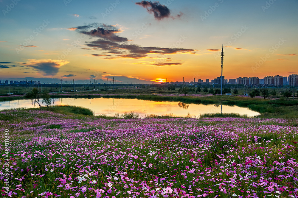 The perennial coreopsis flower fields sunrise scenic. Stock Photo ...