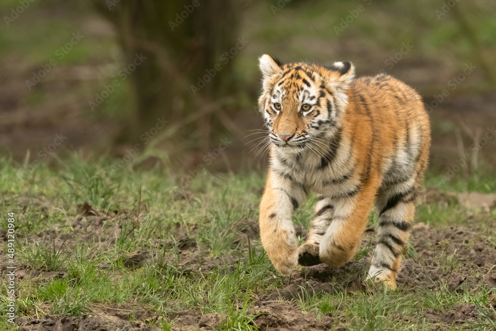 Cute Amur or Siberian tiger cub (Panthera tigris tigris) running ...