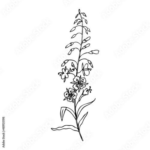 Fireweed Clip Art