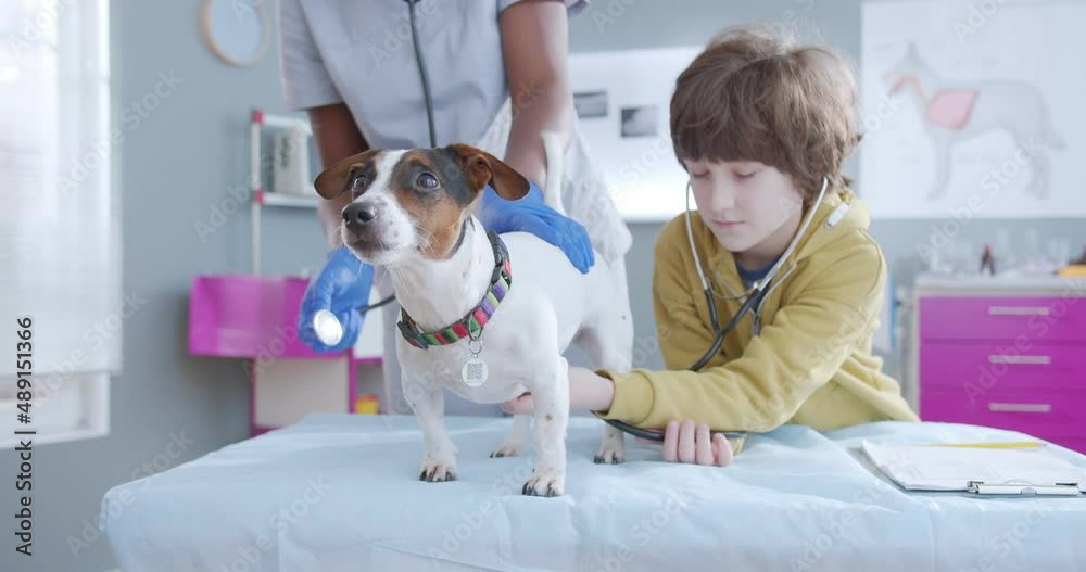 Close up on jack russel dog at vet appointment. Little boy using ...