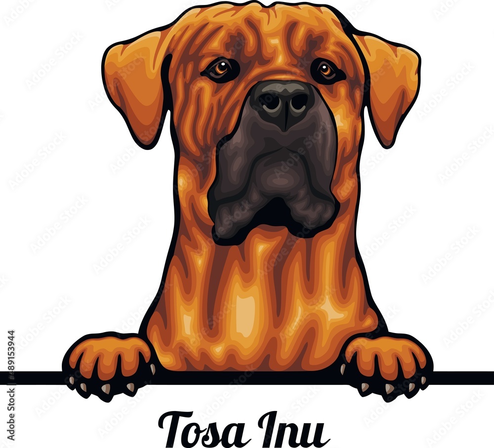 Tosa Inu - Color Peeking Dogs - breed face head isolated on white Stock ...