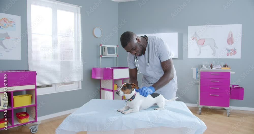 Proffesional handsome african american male vet doctor doing injection ...