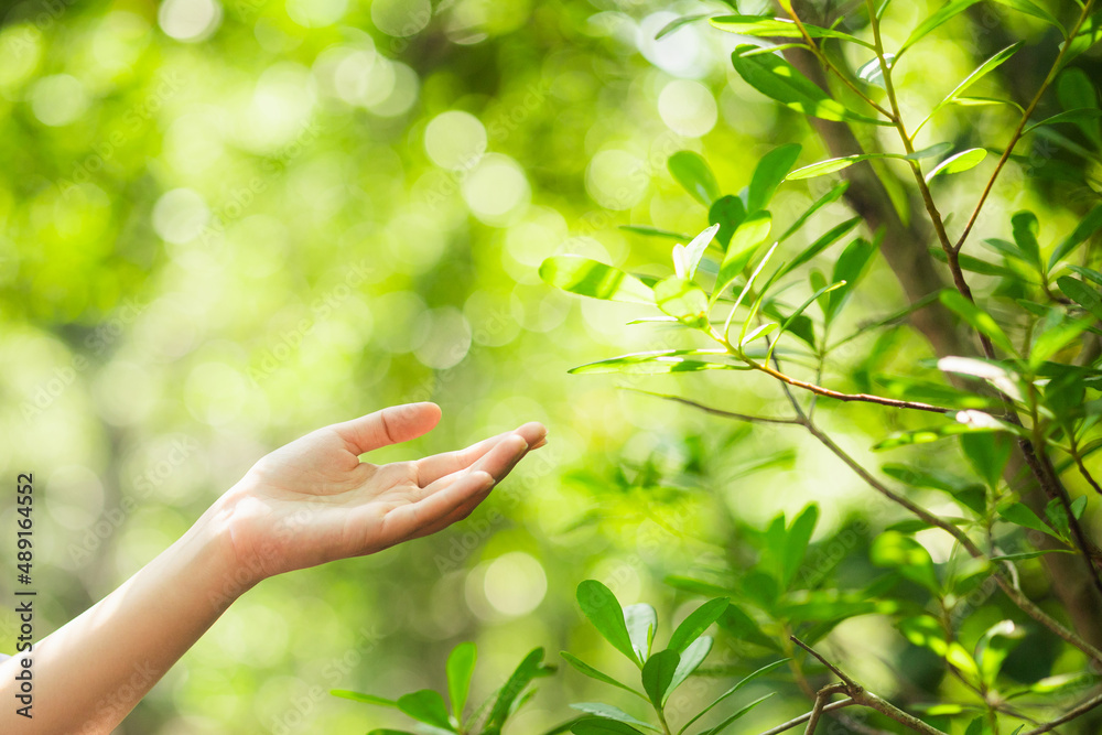 Female hand touching leaf of nature with sunlight. Green environment ...