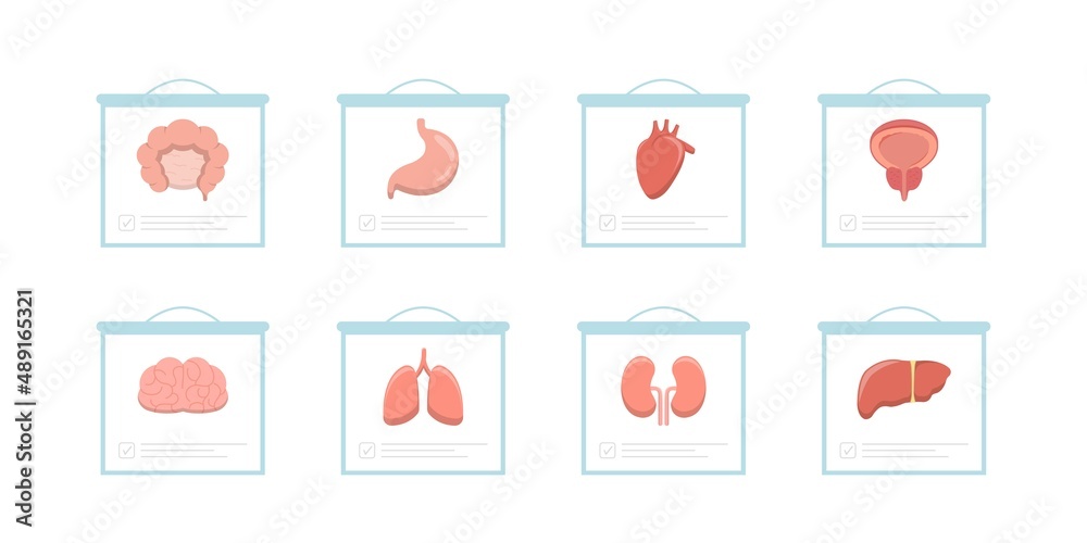 8 Human Organs: Heart, Large Intestine, Intestine, Stomach, Brain ...