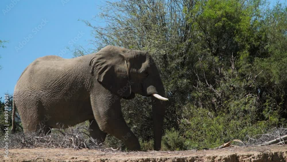 Desert adapted African elephant bull in a dry riverbed walking left to ...