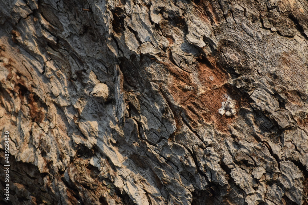 wood texture in the forest Stock Photo | Adobe Stock