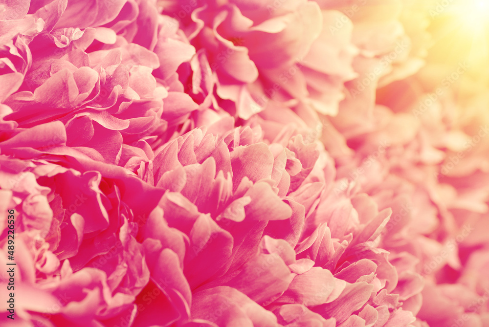 Beautiful flower background Stock Photo | Adobe Stock