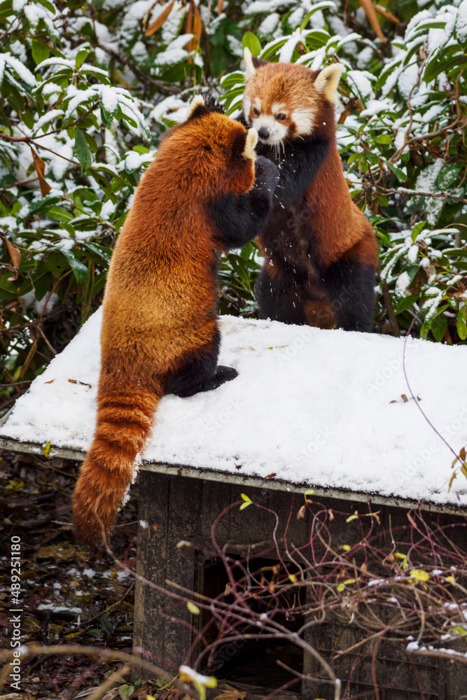 Red Panda Fighting