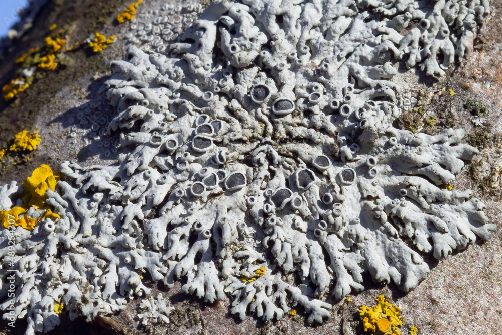 blue lichen - a parasite on the trunk of fruit trees Stock Photo ...