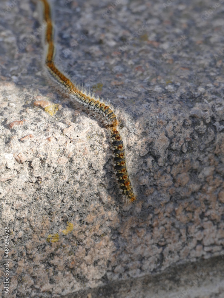Processionary caterpillars look fluffy, but some of them can cause ...