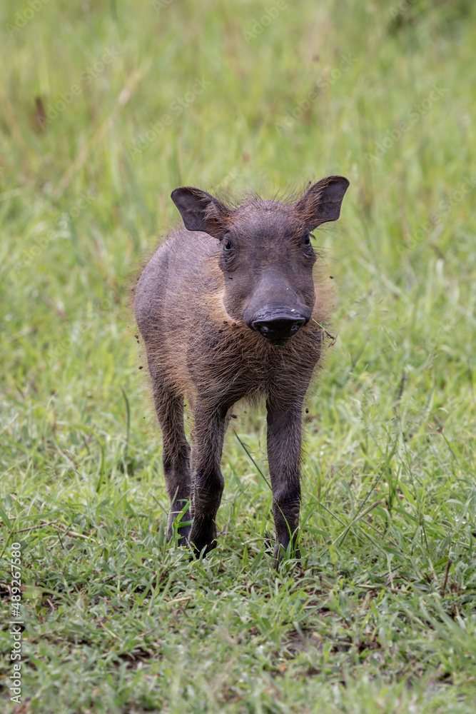Baby Warthog Walking, Maasai Mara National Park, Kenya Stock Photo ...