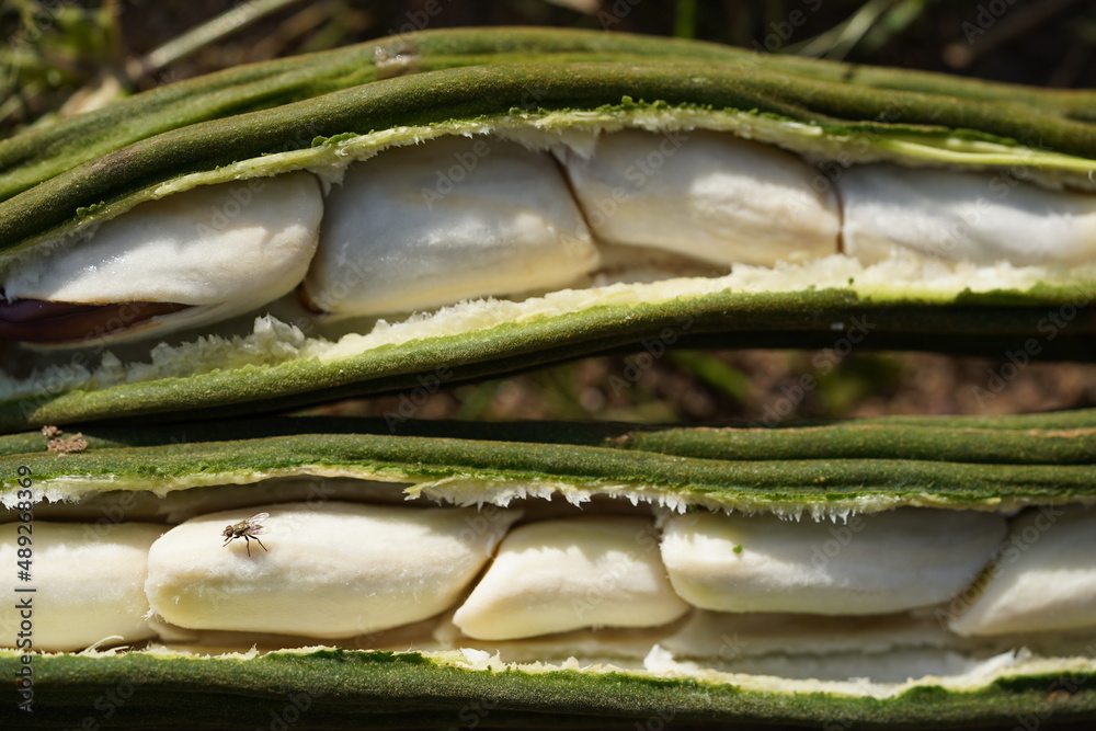 Ripe pod fruit Inga (Inga brachyptera). A fly sits on the sweet ...