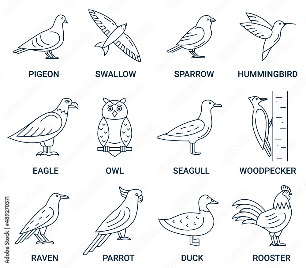 Birds icons set. Collection of editable linear vector illustrations ...