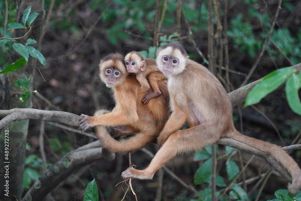 Wild family in Amazon rainforest of white fronted capuchin monkeys ...