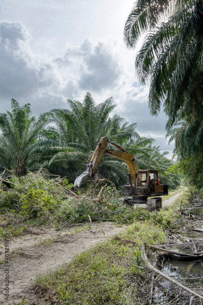 Grabber excavator hydraulic machine removing or push down para rubber ...