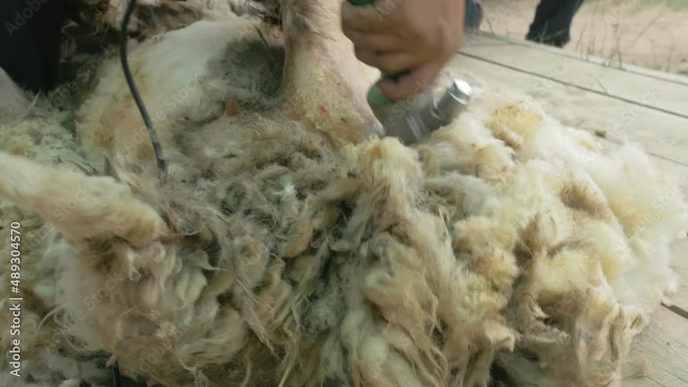 Men shearer shearing sheep at agricultural show in competition. The ...