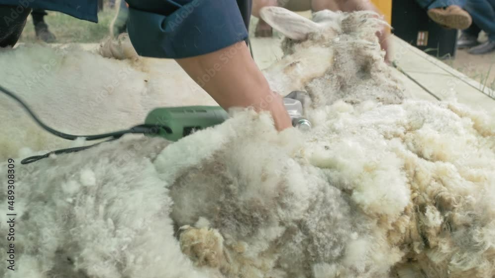 Men shearer shearing sheep at agricultural show in competition. The ...