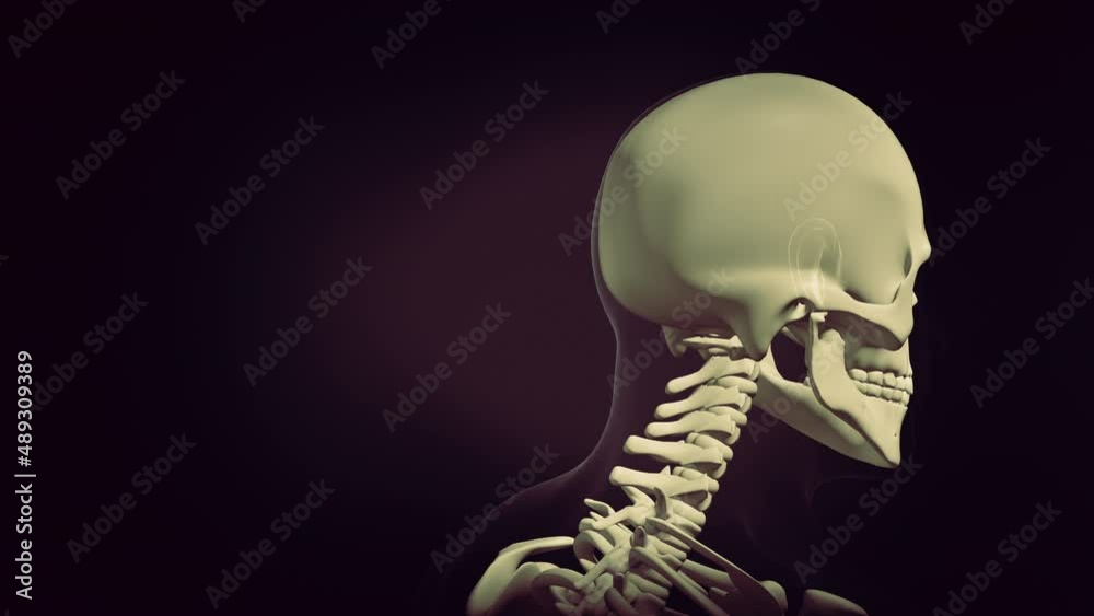 Realistic human skull structure animation Stock Video | Adobe Stock