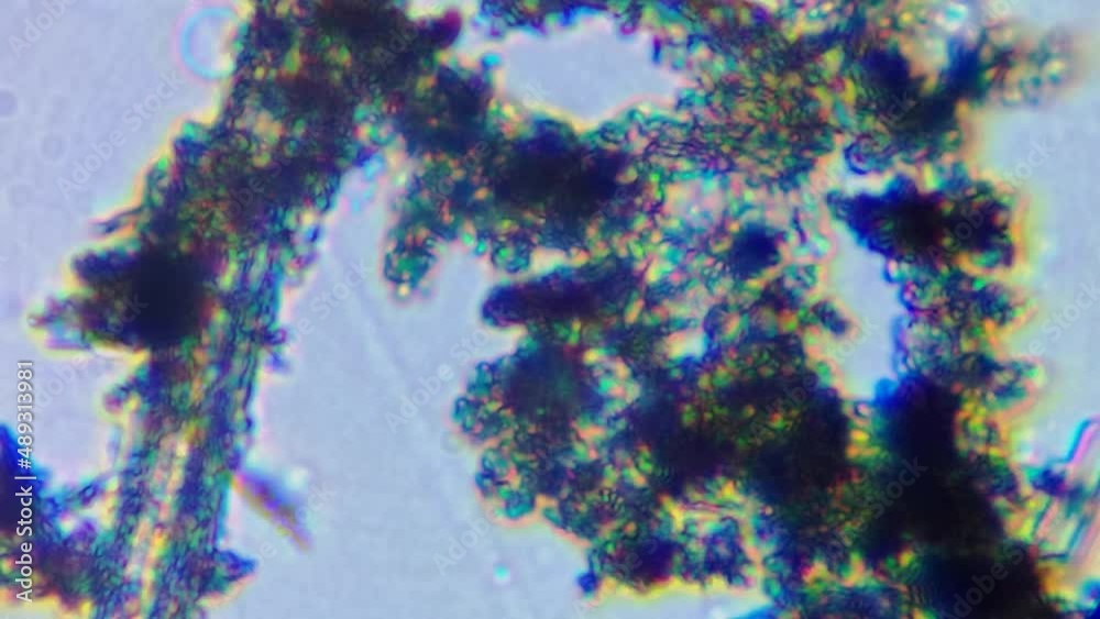 Bacterial germ microscopic organism floating around organic tissue ...