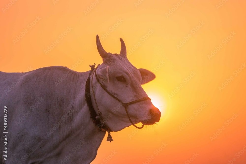 Indian Cow Stock Photo | Adobe Stock