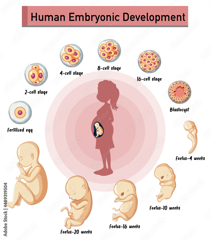 Human Embryonic Development