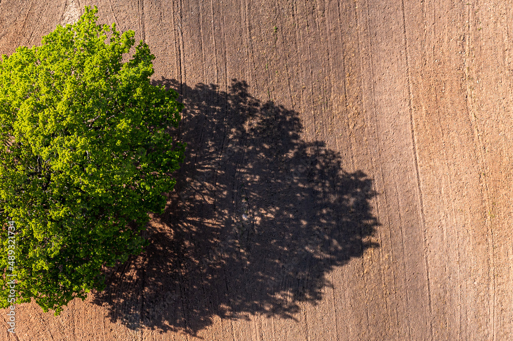top down aerial view on a lonely tree in the middle of a cultivated ...