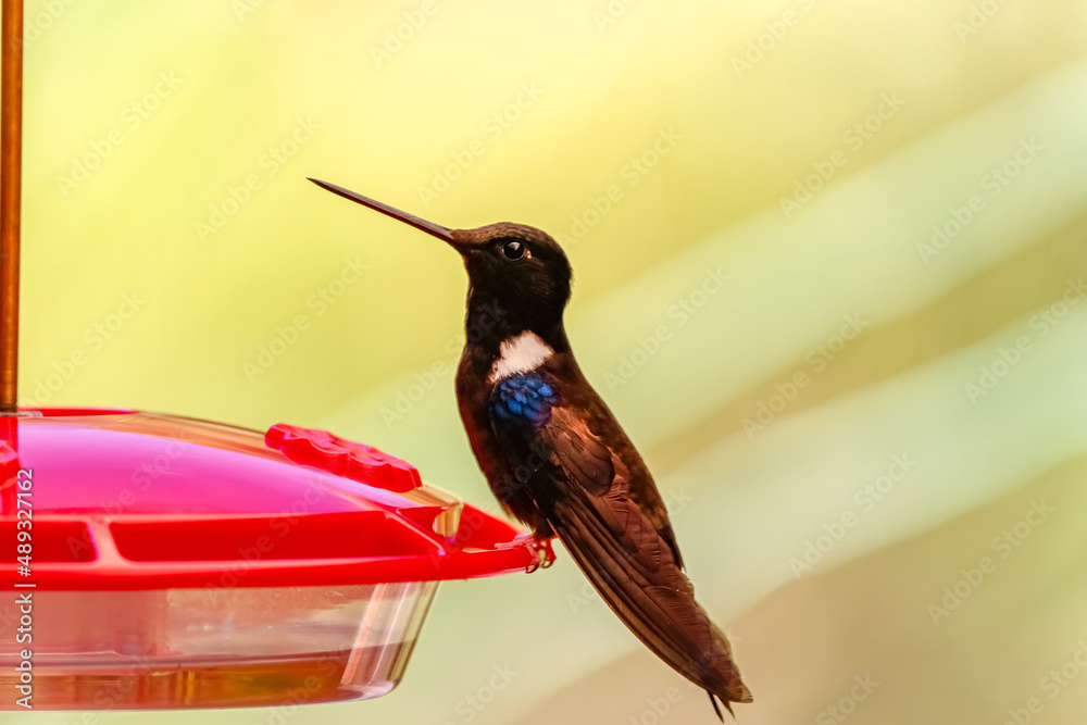 Black Inca Hummingbird